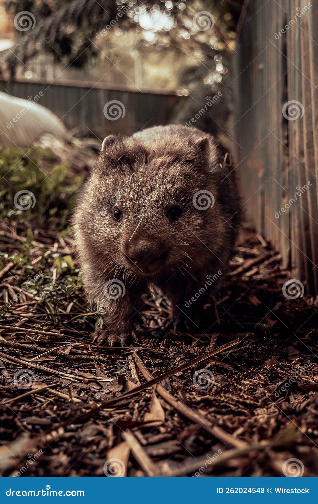 Vertical Shot of an Adorable Wombat at a Zoo Stock Photo - Image of ...
