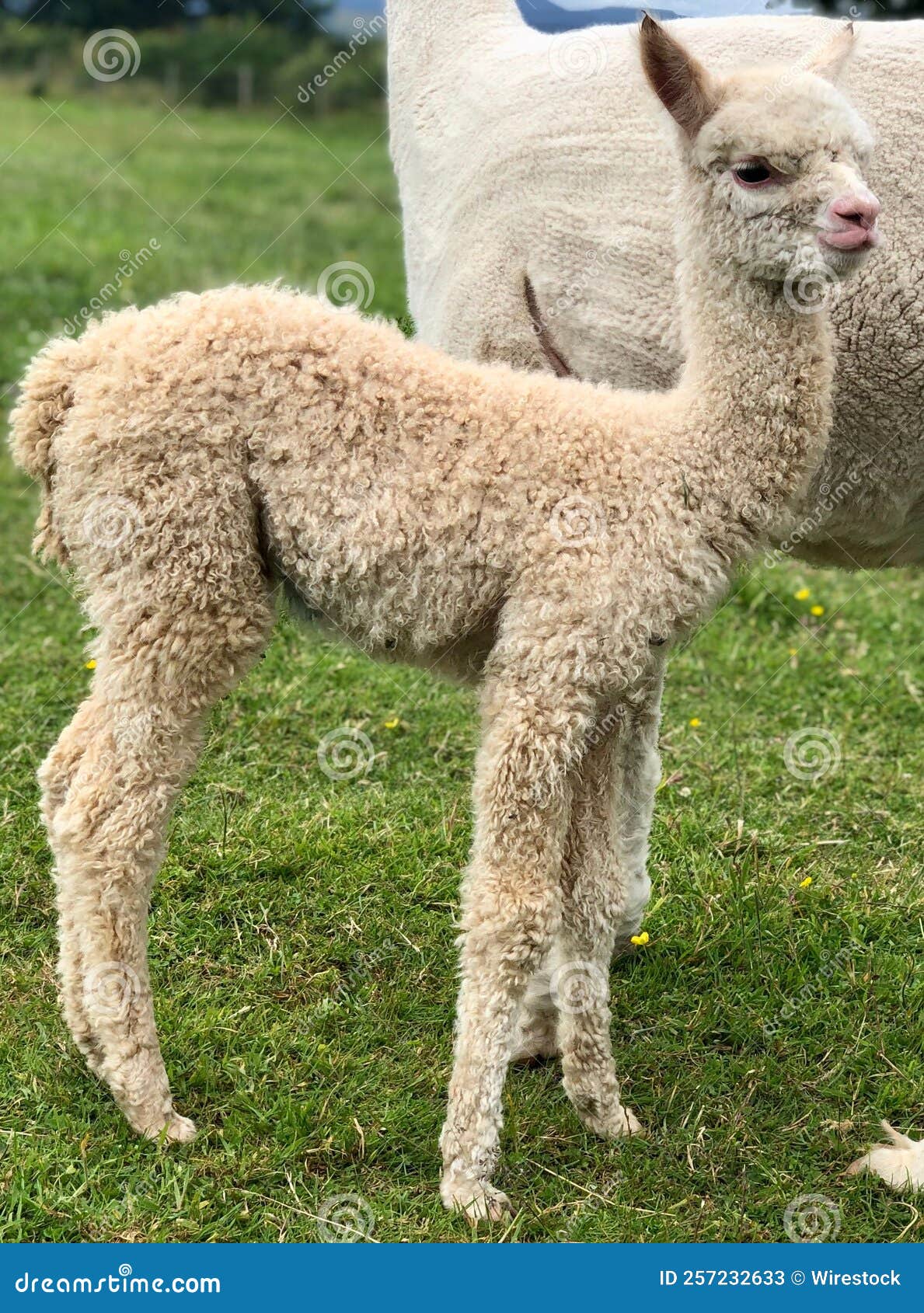 Vertical Shot Of Adorable Young White Huacaya Alpaca In A Green Irish