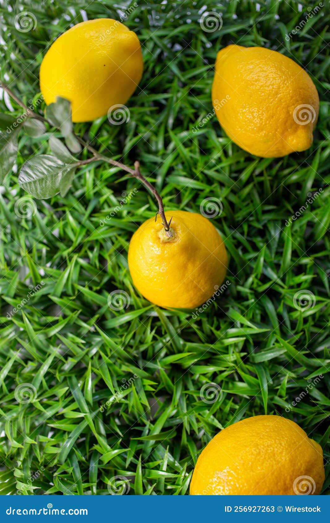 Vertical Shot of Aesthetic Lemons on the Grass Stock Image - Image of ...