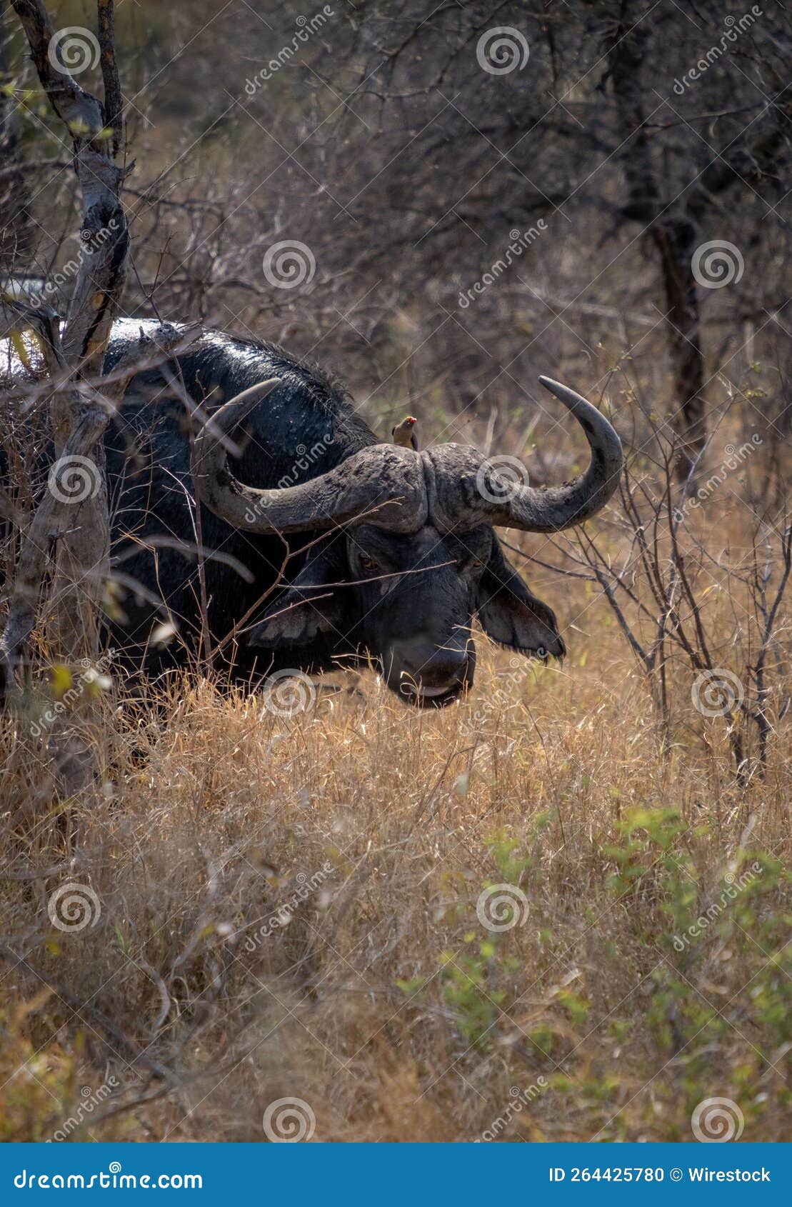 Vertical Shot of a African Buffalo in a Field during the Day Stock ...