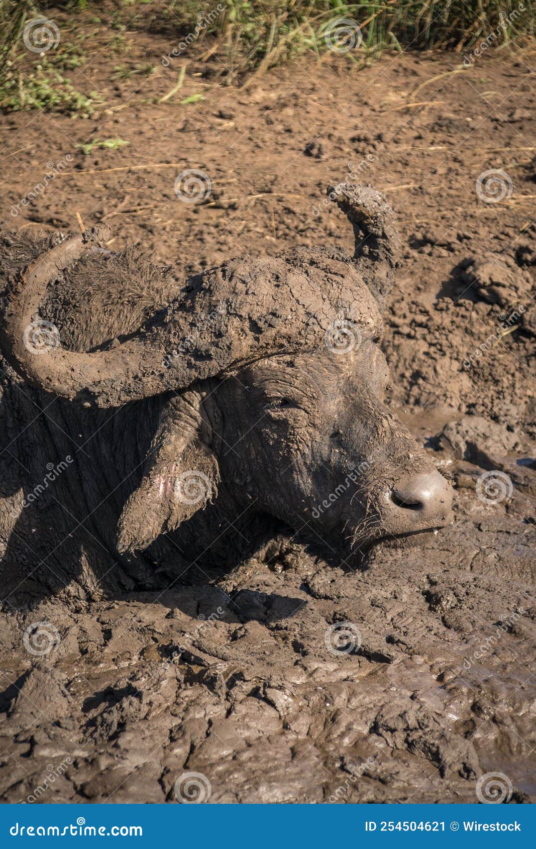 Vertical Shot of the African Buffalo in a Mud Stock Image - Image of ...