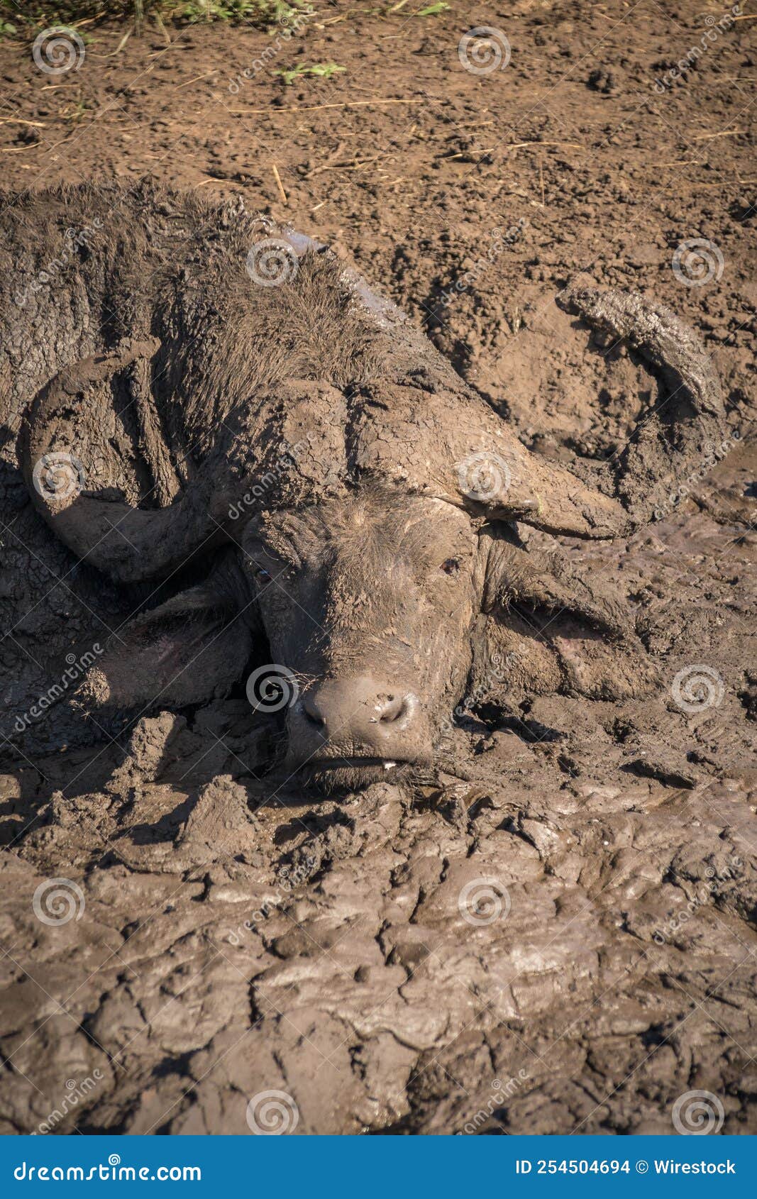 Vertical Shot of the African Buffalo in a Mud Stock Photo - Image of ...