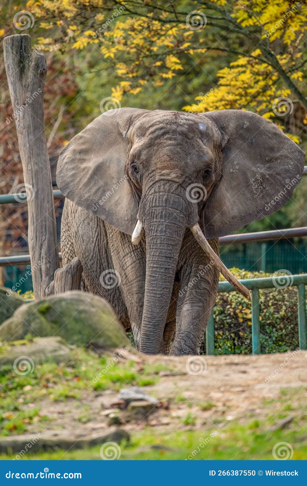 Vertical Shot of an African Bush Elephant in the Zoo Park Stock Photo ...