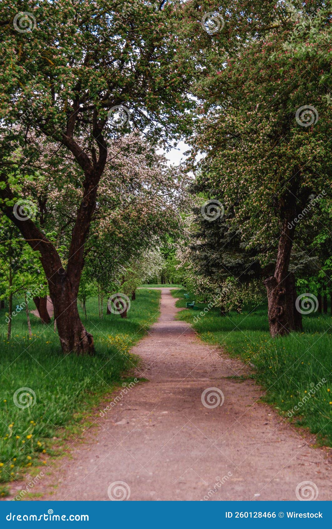 Vertical Shot of an Alley in a Beautiful Spring Park with Trees Stock ...