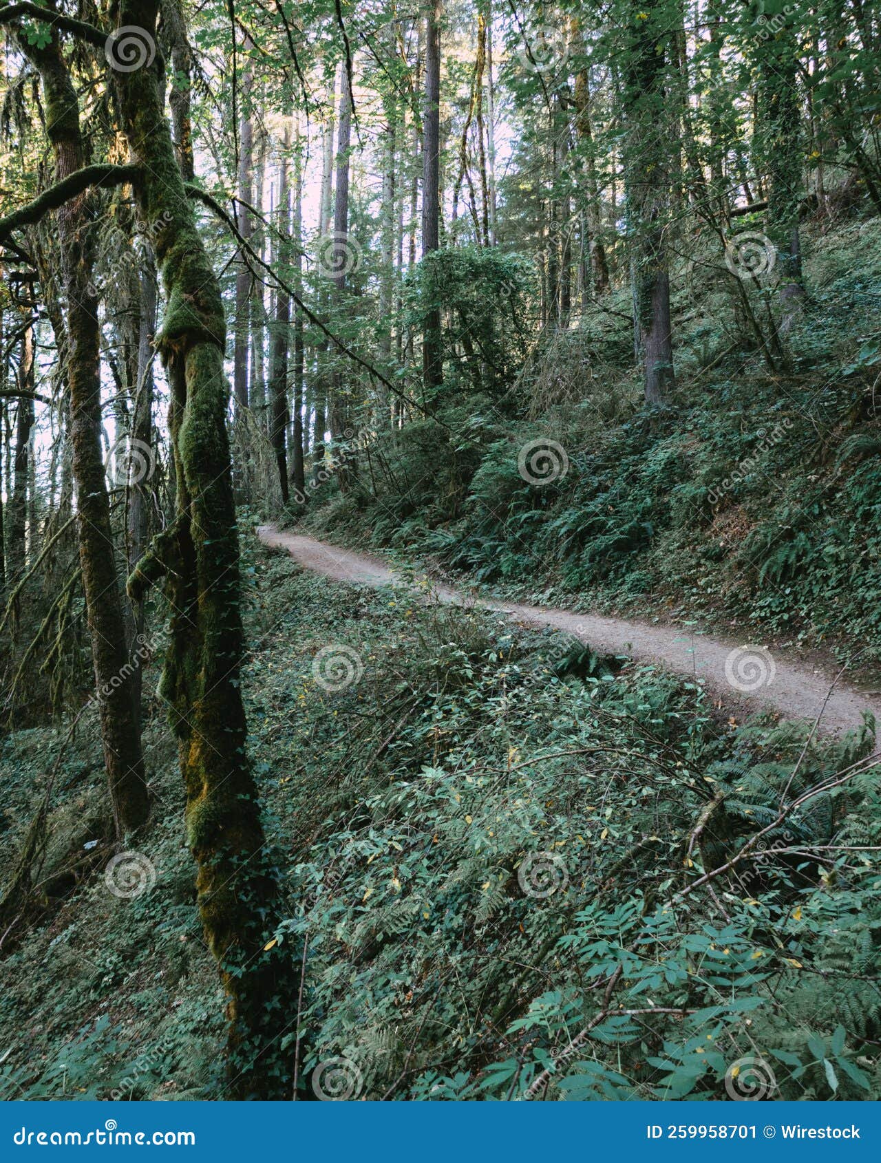 Vertical Shot of an Alley Going through a Green Forest of High Trees ...