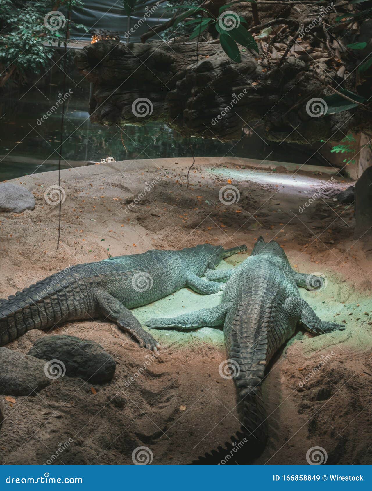 Vertical Shot of Alligators Hanging Out in an Aquarium Stock Image ...