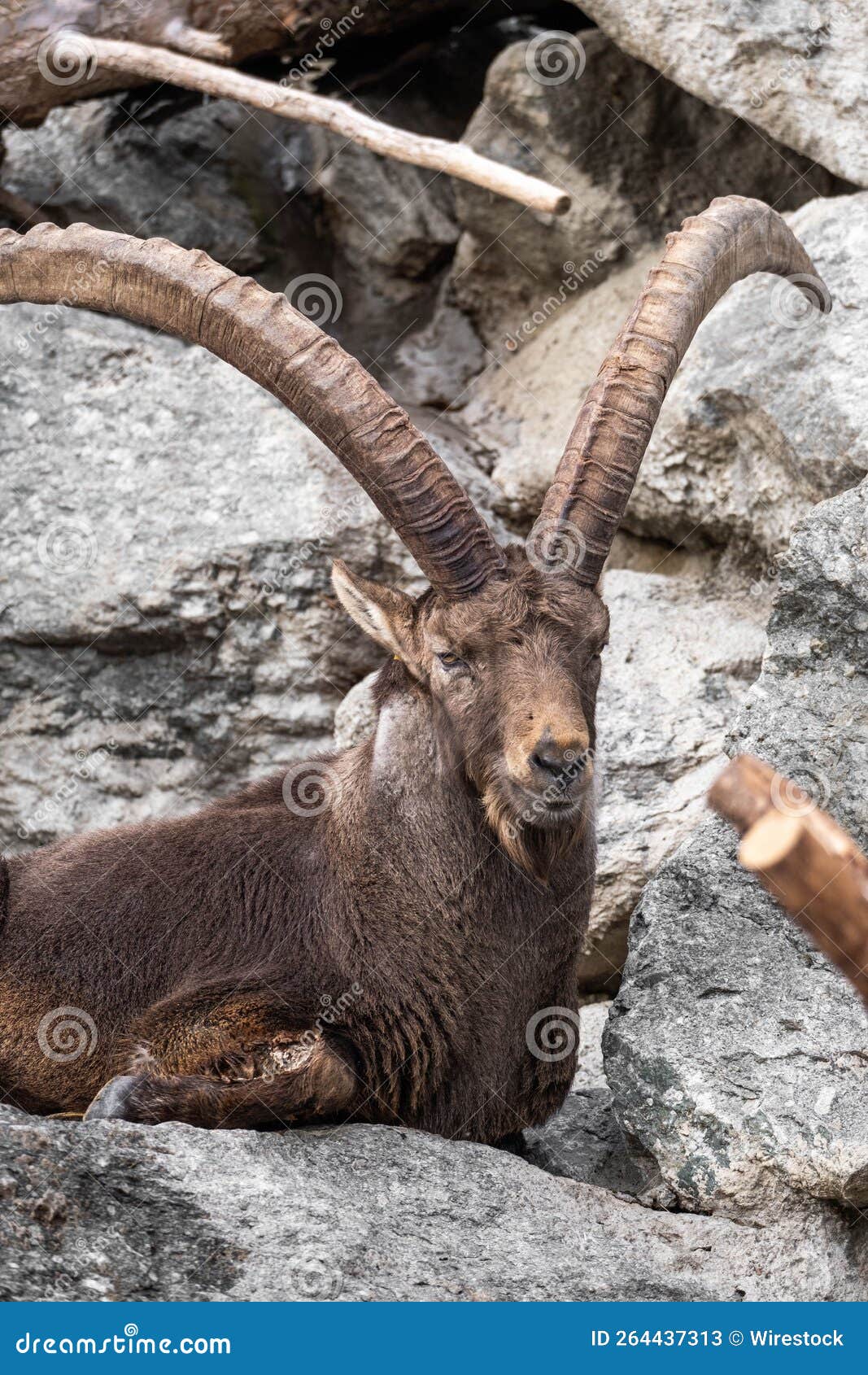 Vertical Shot of Alpine Ibex & X28;Capra Ibex& X29; Stock Image - Image ...