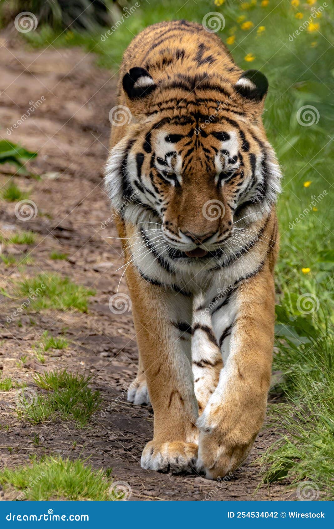 Vertical Shot of Amur Tiger Walking through Grassland Stock Photo ...