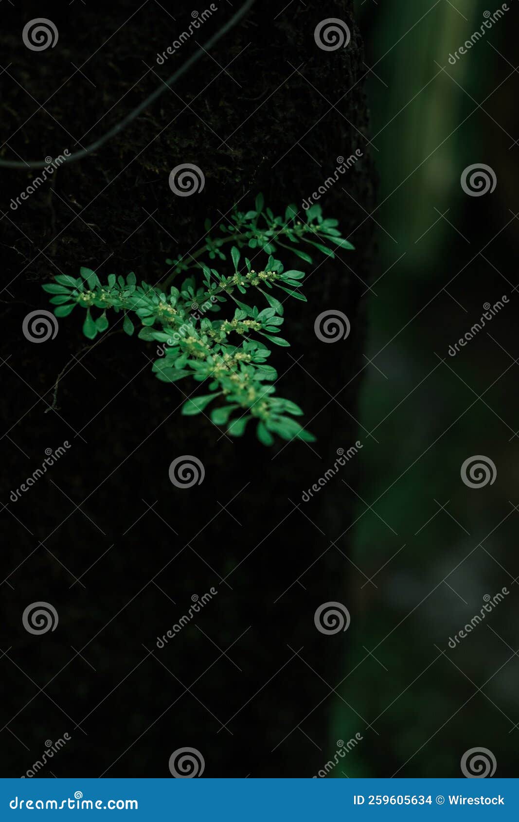 Vertical Shot of Angeloweed Branch in the Blurred Background Stock ...