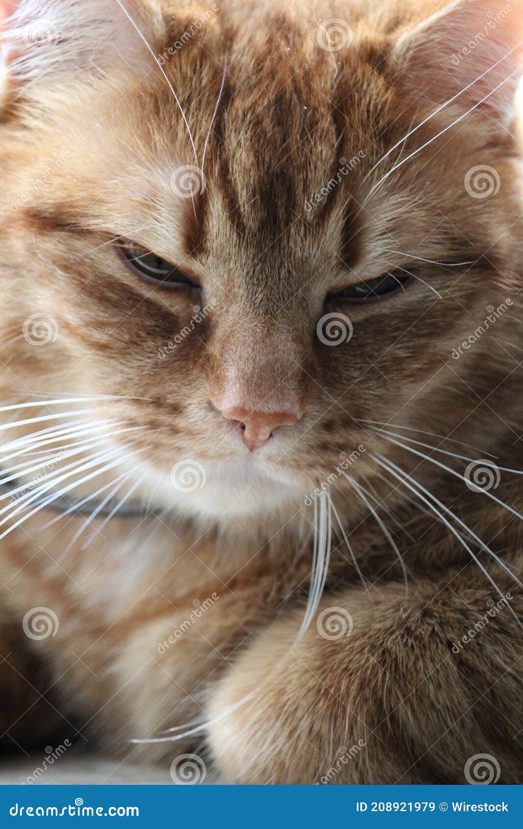 Vertical Shot of an Angry Ginger Cat Stock Image - Image of kitty ...