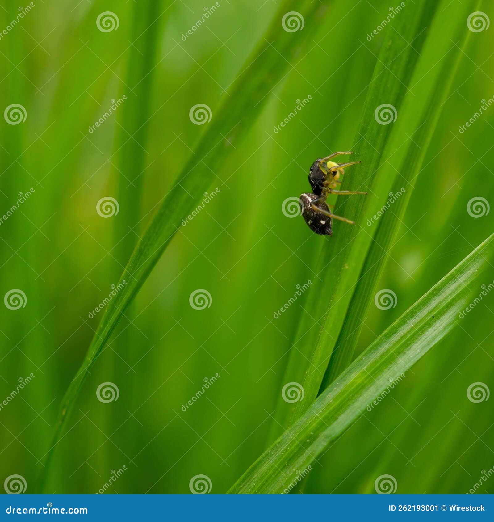 Vertical Shot of an Ant on Grass Stock Image - Image of leaf, detail ...
