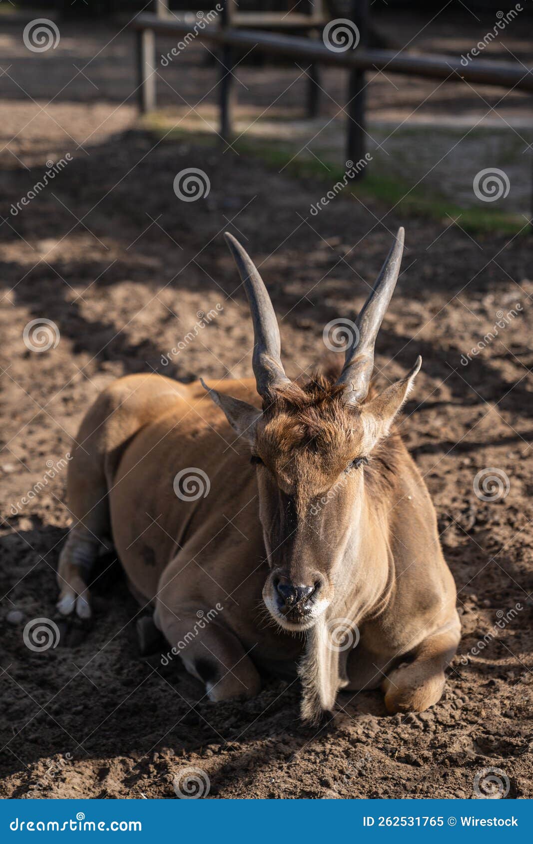 Vertical Shot of an Antelope Lying on a Farm Stock Image - Image of ...