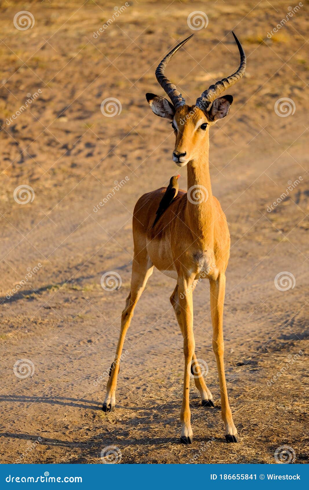 Vertical Shot of an Antelope Standing on the Ground in Safari Stock ...