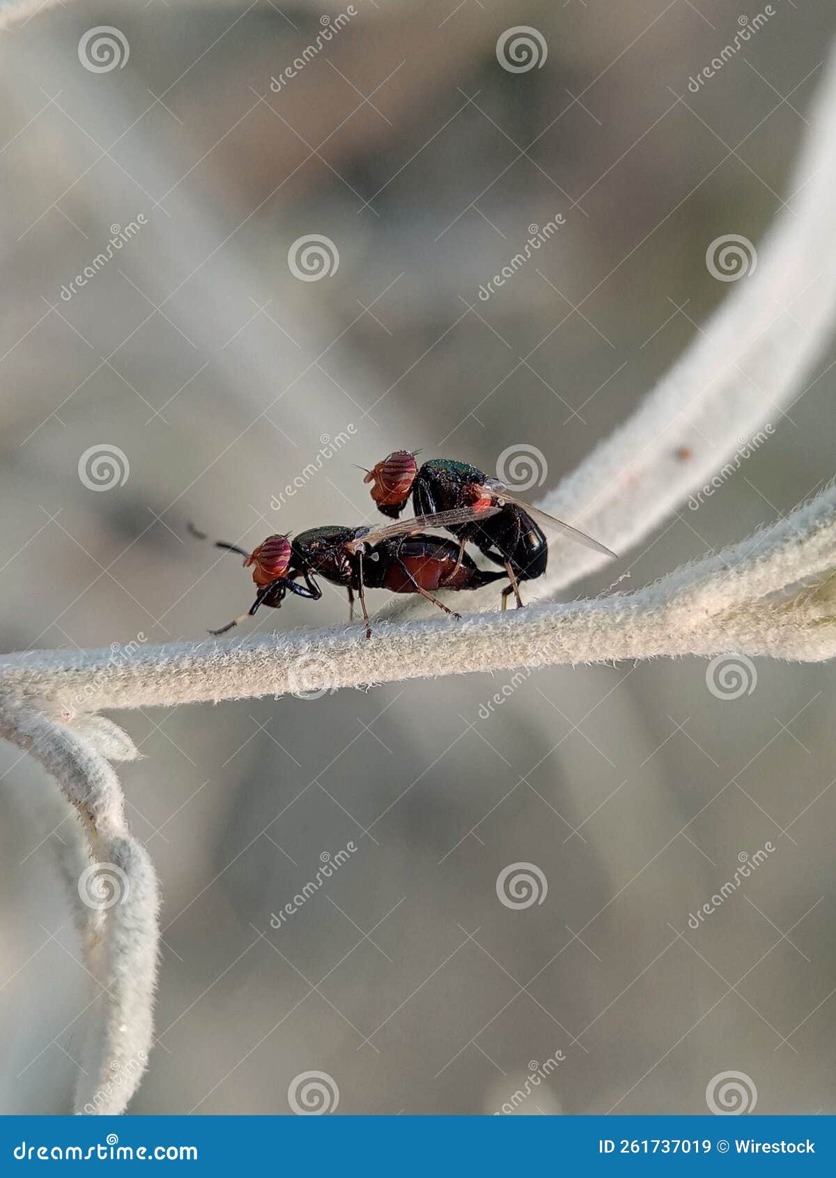 Vertical Shot of Ants Mating Stock Image - Image of natural, animal ...