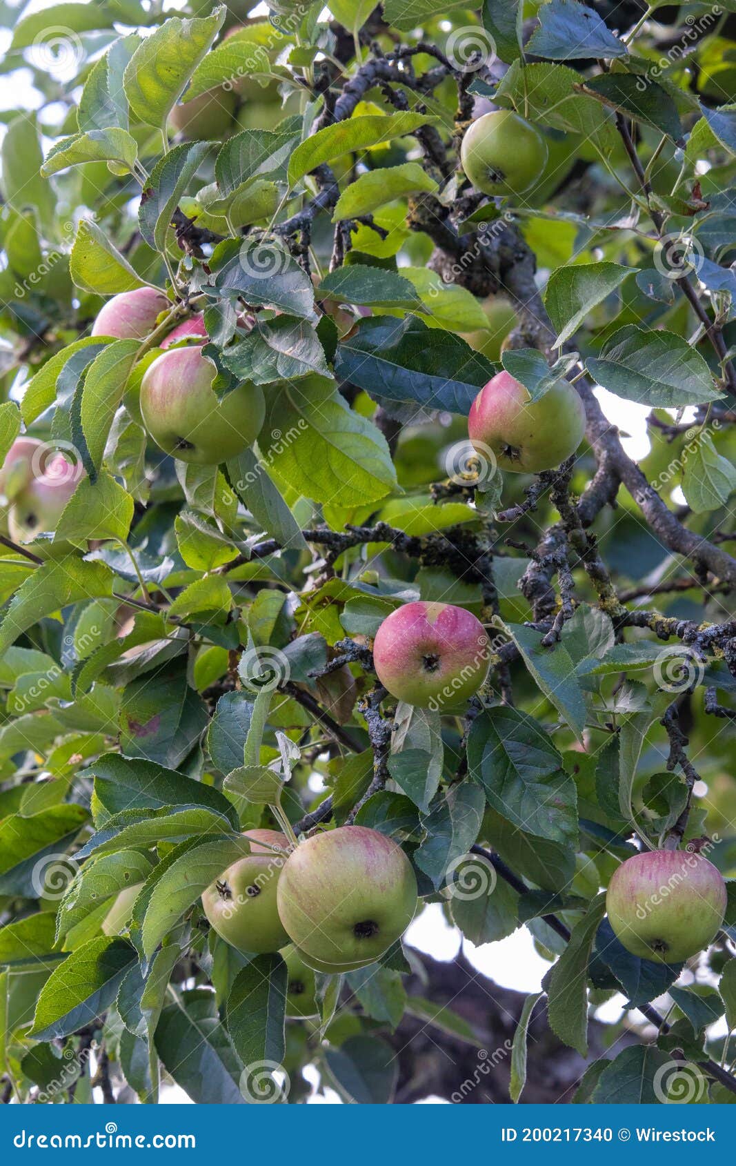Vertical Shot of Apples on Tree Branches Stock Photo - Image of bright ...