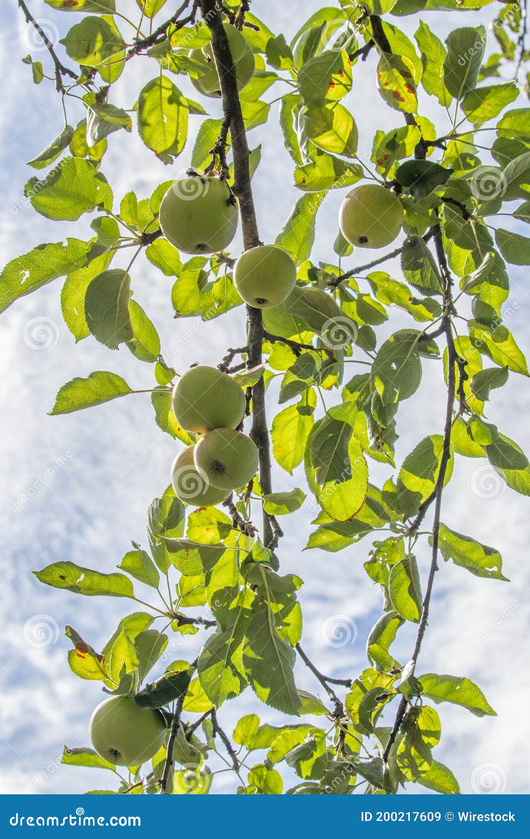 Vertical Shot of Apples on Tree Branches Stock Image - Image of organic ...