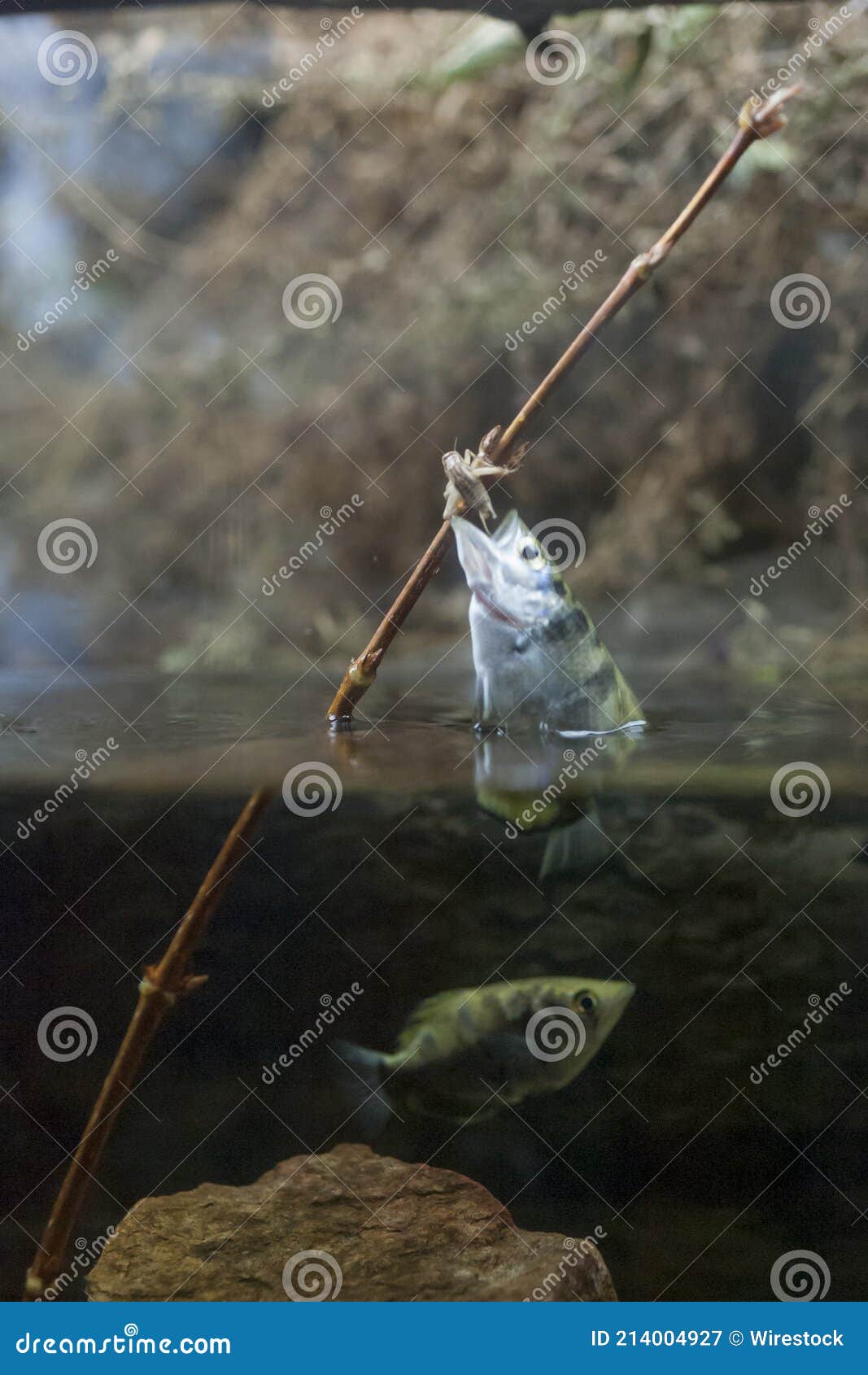 Vertical Shot of an Archer Fish Attacking an Insect Stock Image - Image ...