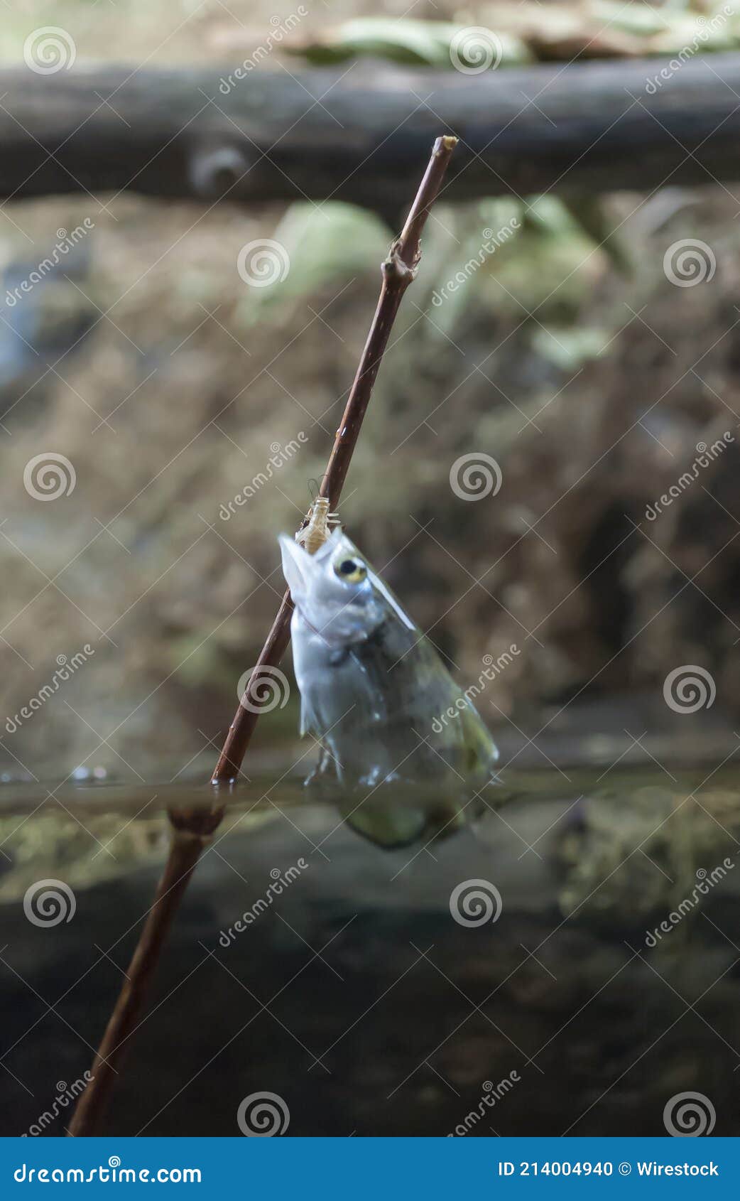Vertical Shot of an Archer Fish Attacking an Insect Stock Photo - Image ...
