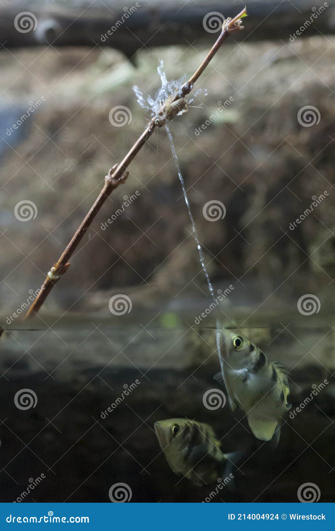 Vertical Shot of an Archer Fish Shooting Water and Attacking an Insect ...