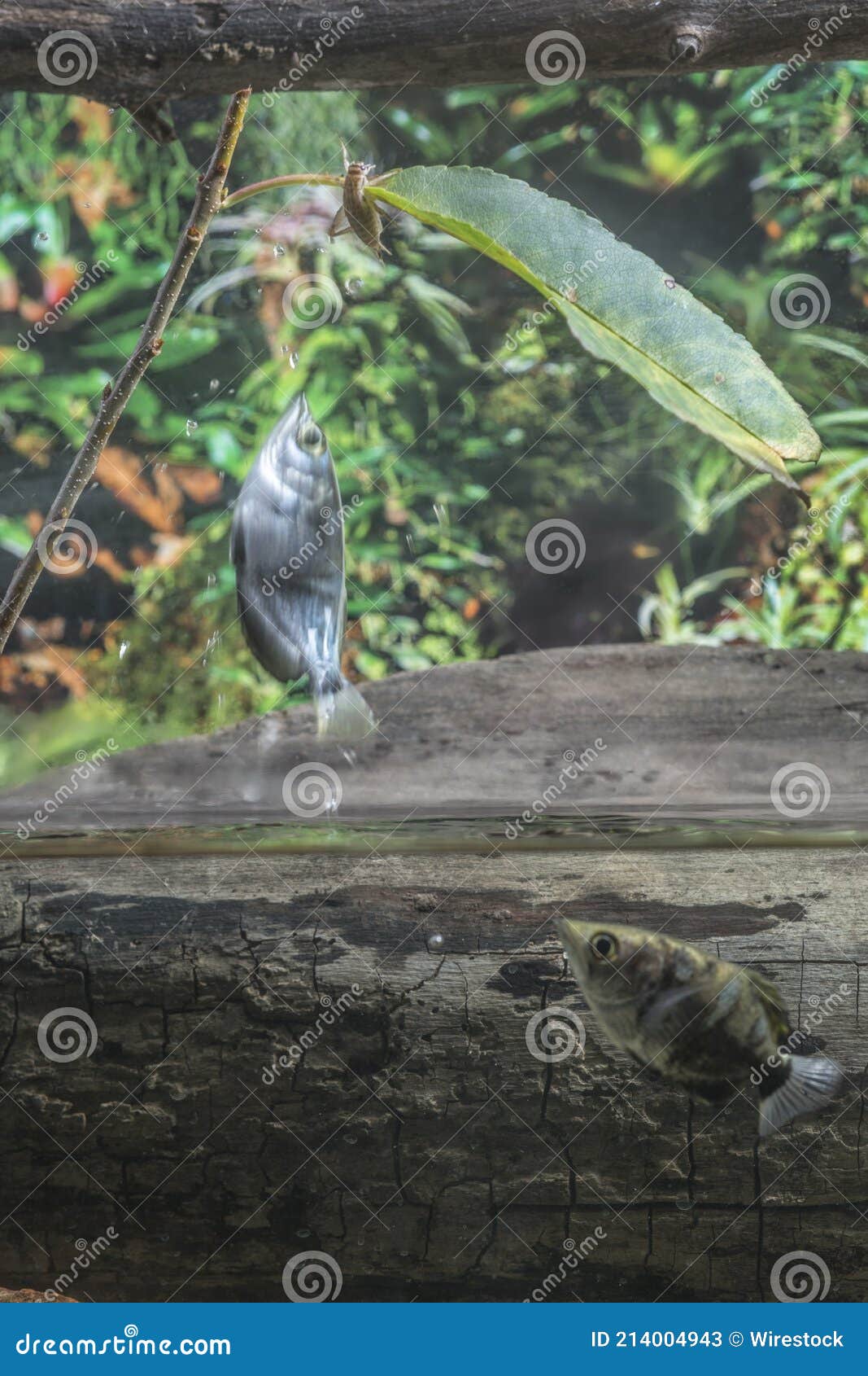 Vertical Shot of an Archer Fish Shooting Water and Attacking an Insect ...