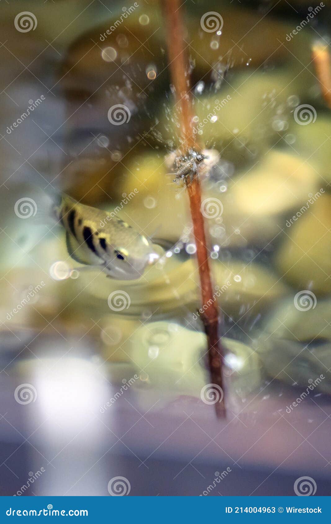 Vertical Shot of an Archer Fish Shooting Water and Attacking an Insect ...
