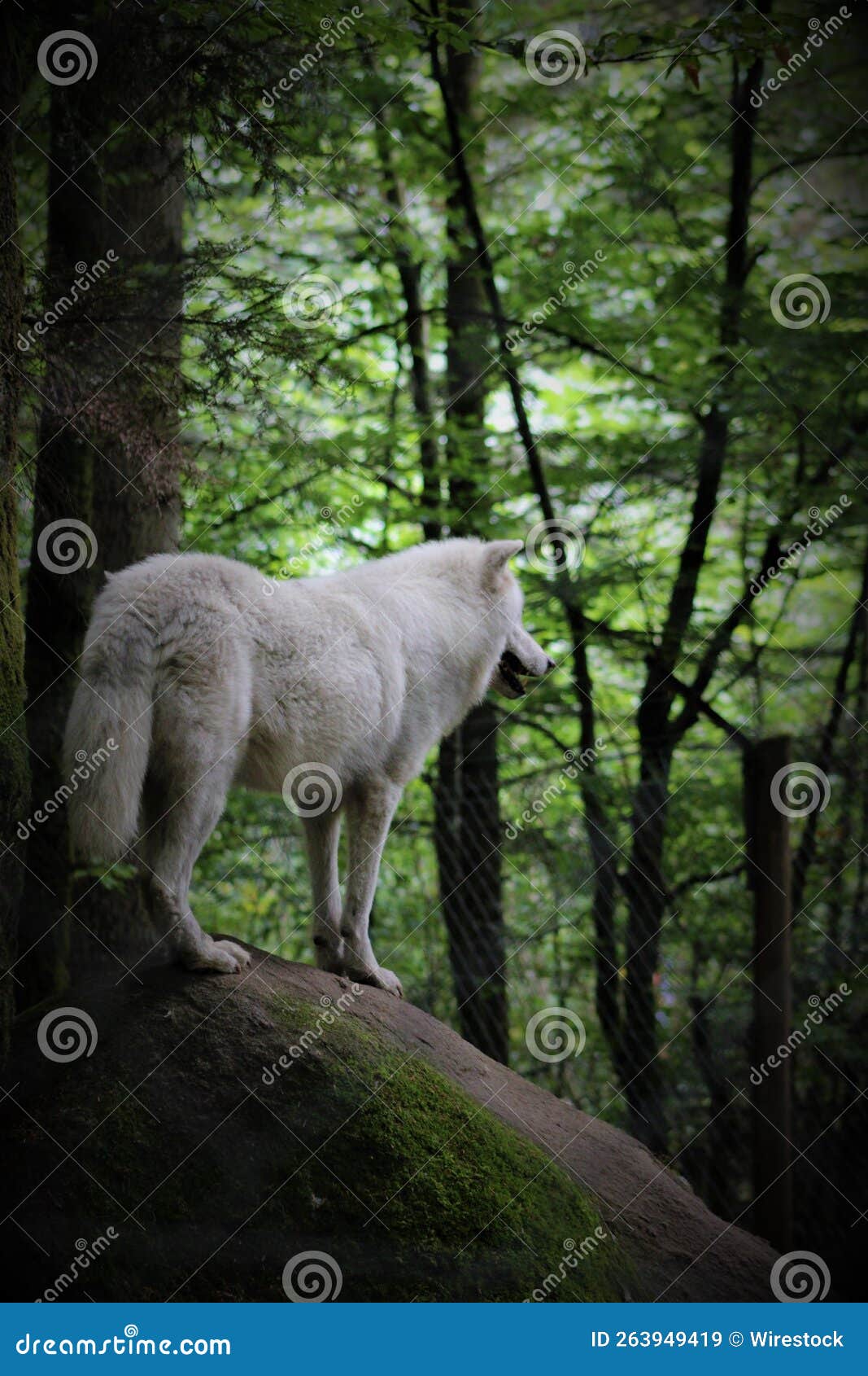 Vertical Shot of an Arctic Wolf Stock Image - Image of carnivore ...
