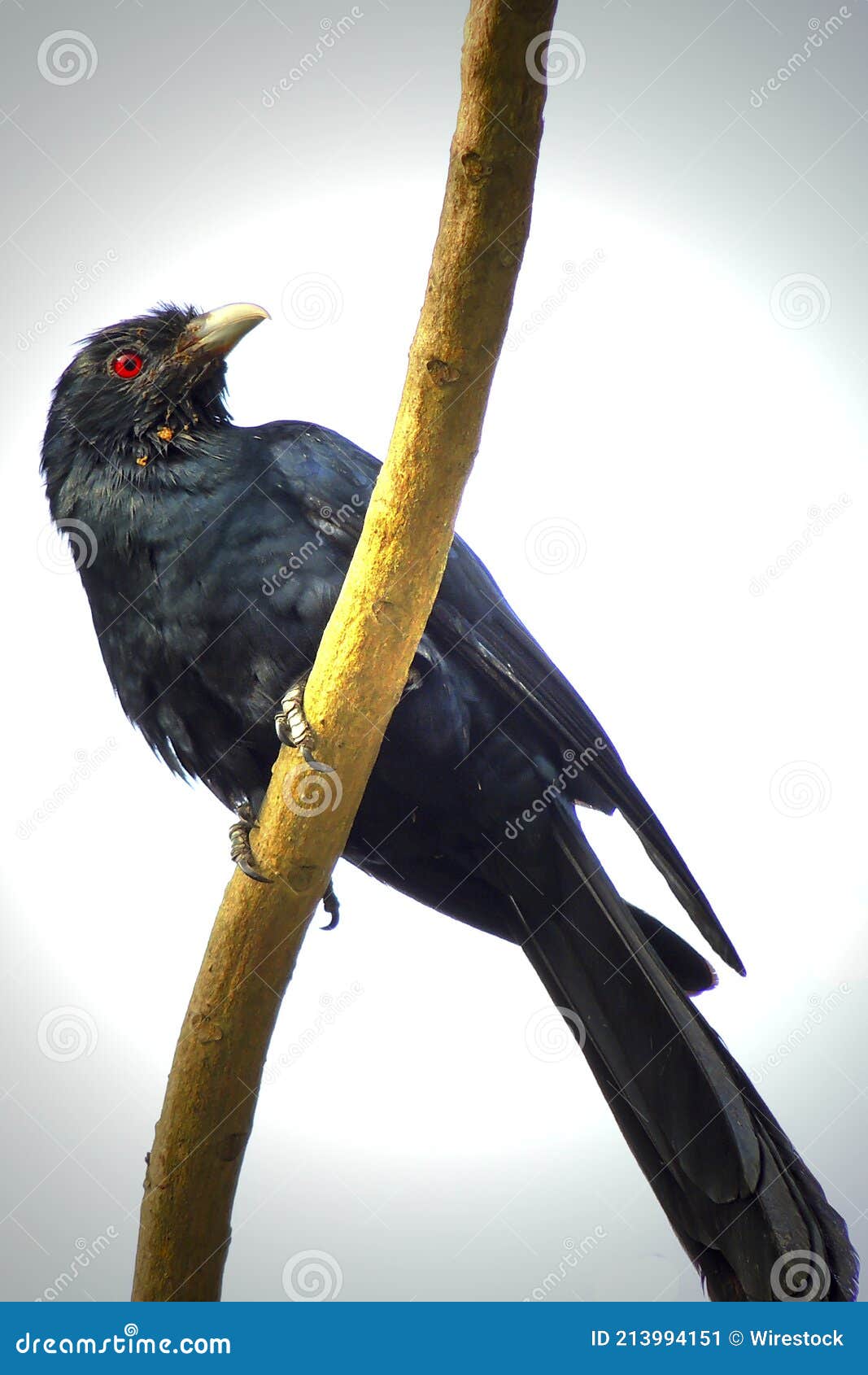 Vertical Shot of an Asian Koel Cuckoo Bird Perched on a Tree Branch ...