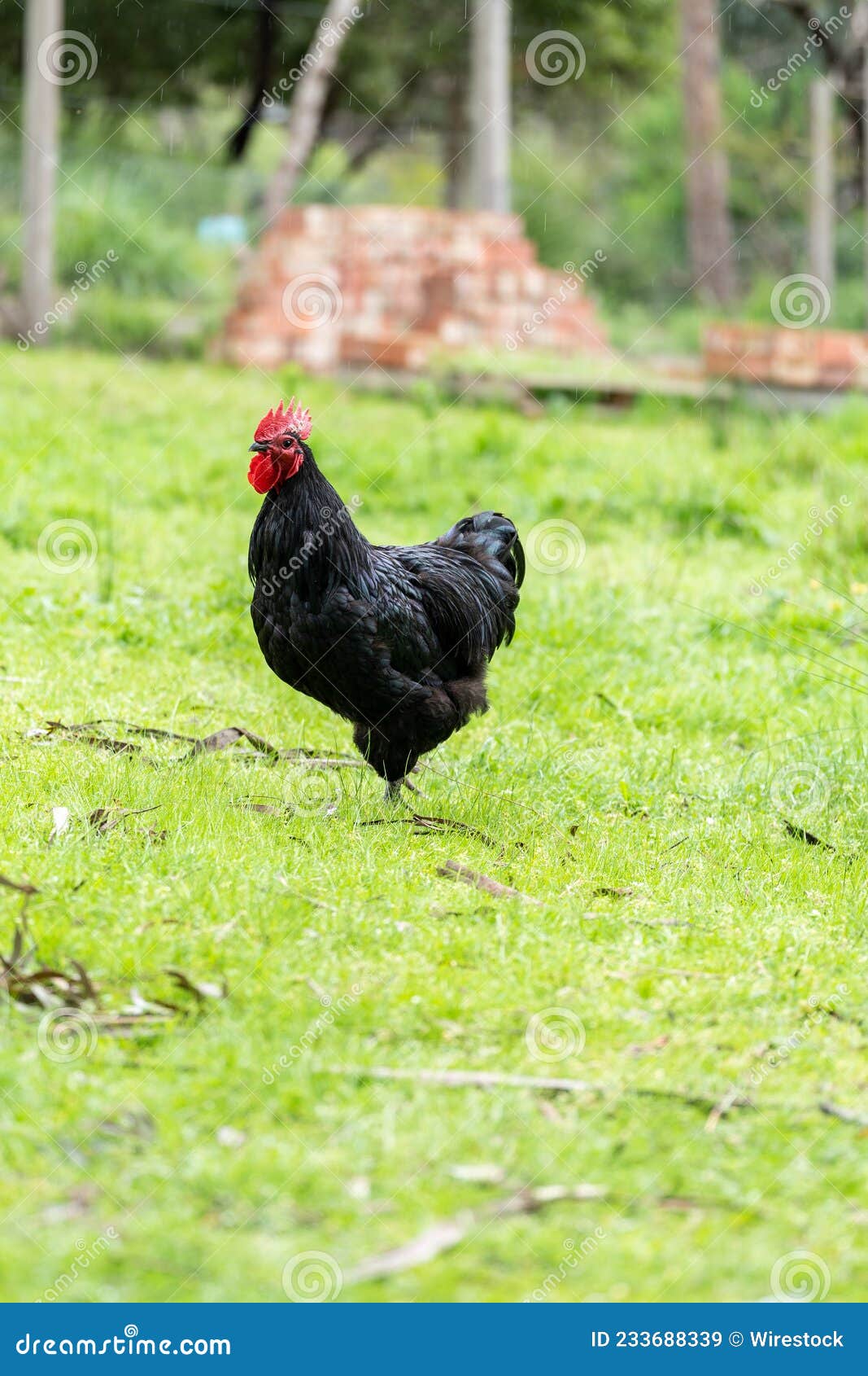 Vertical Shot of an Australorp on a Farm Field Covered in Greenery with ...