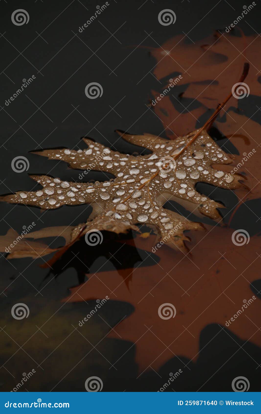 Vertical Shot of Autumn Maple Leaf on Surface of Water Stock Photo ...