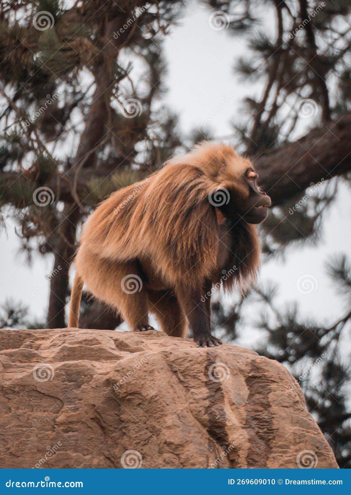 Vertical Shot of a Baboon on a Rock in a Forest Stock Photo - Image of ...