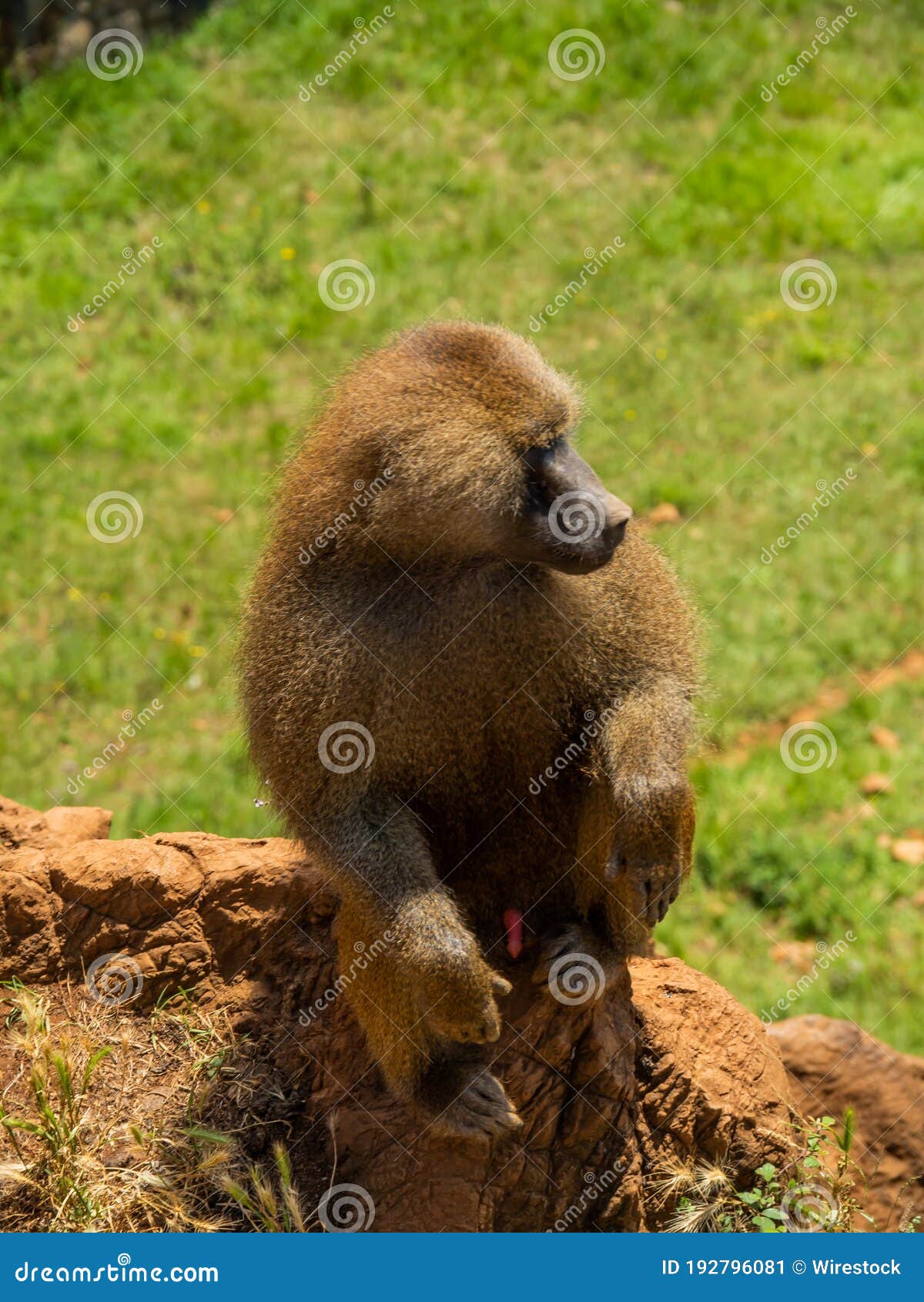 Vertical Shot of a Baboon Standing on a Brown Stone and Looking To the ...