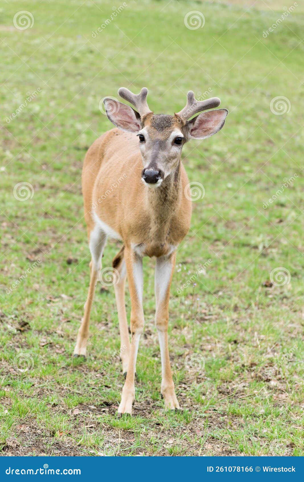 Vertical Shot of a Baby Key Deer in a Green Grass Stock Photo - Image ...