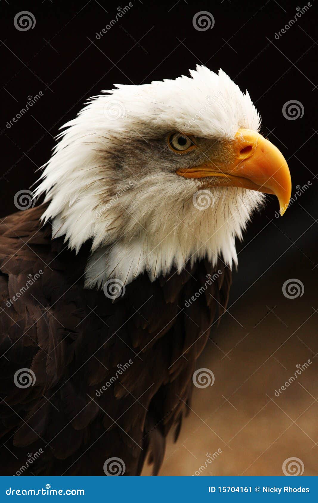 Vertical Shot of Bald Eagle Stock Image - Image of bald, profile: 15704161