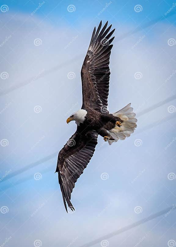 Vertical Shot of a Bald Eagle Captured in Movement Stock Image - Image ...