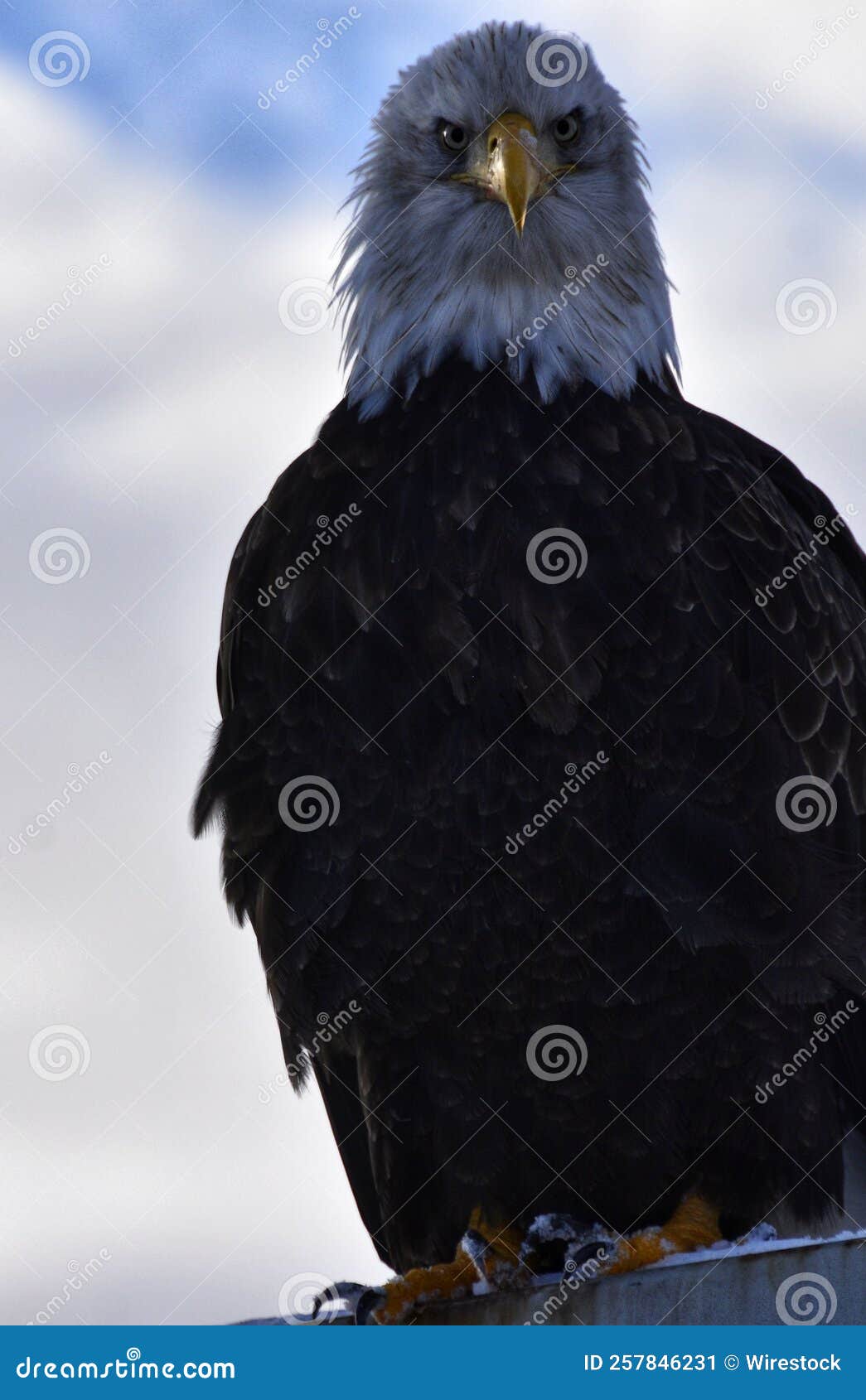 Vertical Shot of a Bald Eagle Perched on a Roof Against a Blue Cloudy ...