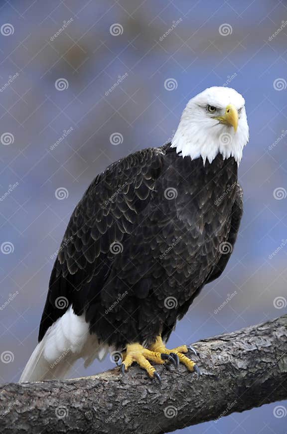 Vertical Shot of a Bald Eagle Perched on a Tree Limb Stock Image ...