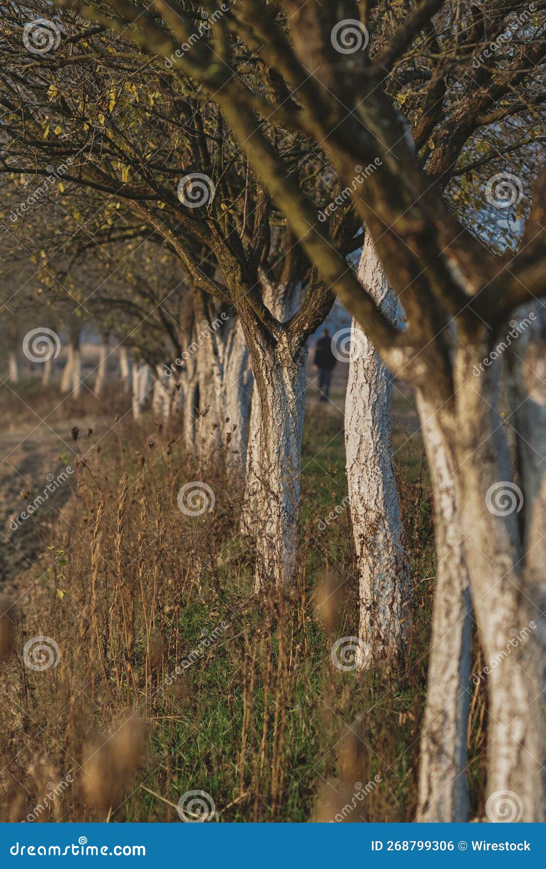 Vertical Shot of Bare Branches of Trees in a Row in the Countryside ...