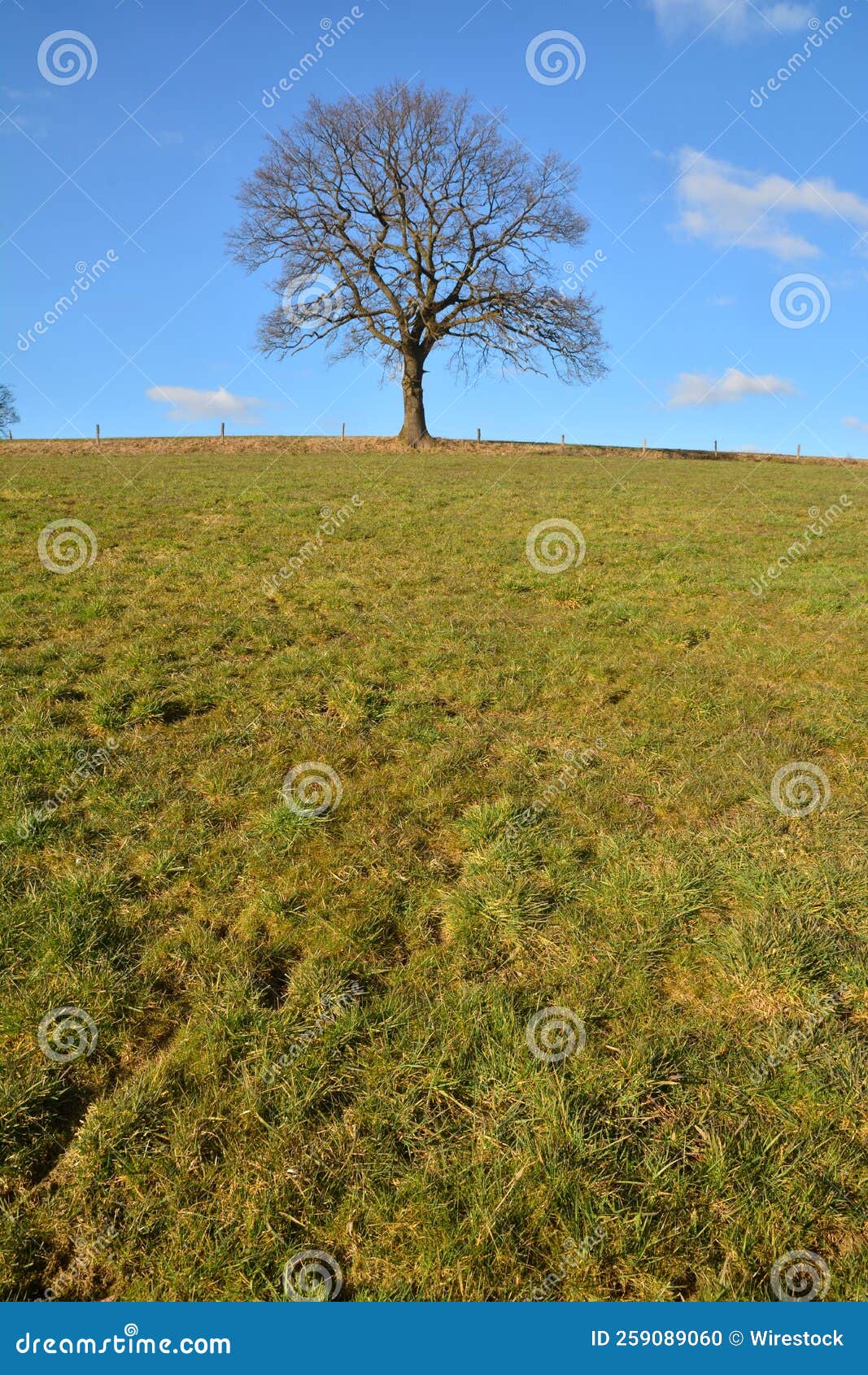 Vertical Shot of a Bare Tree with Long Branches on a Rural Green Field ...