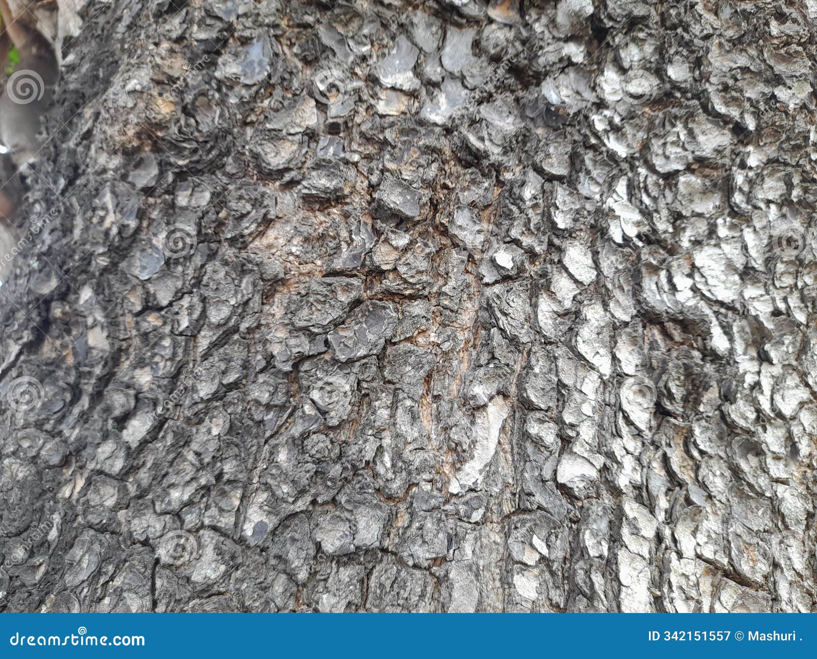 Front View of Tree Bark Texture Stock Image - Image of autumn, design ...