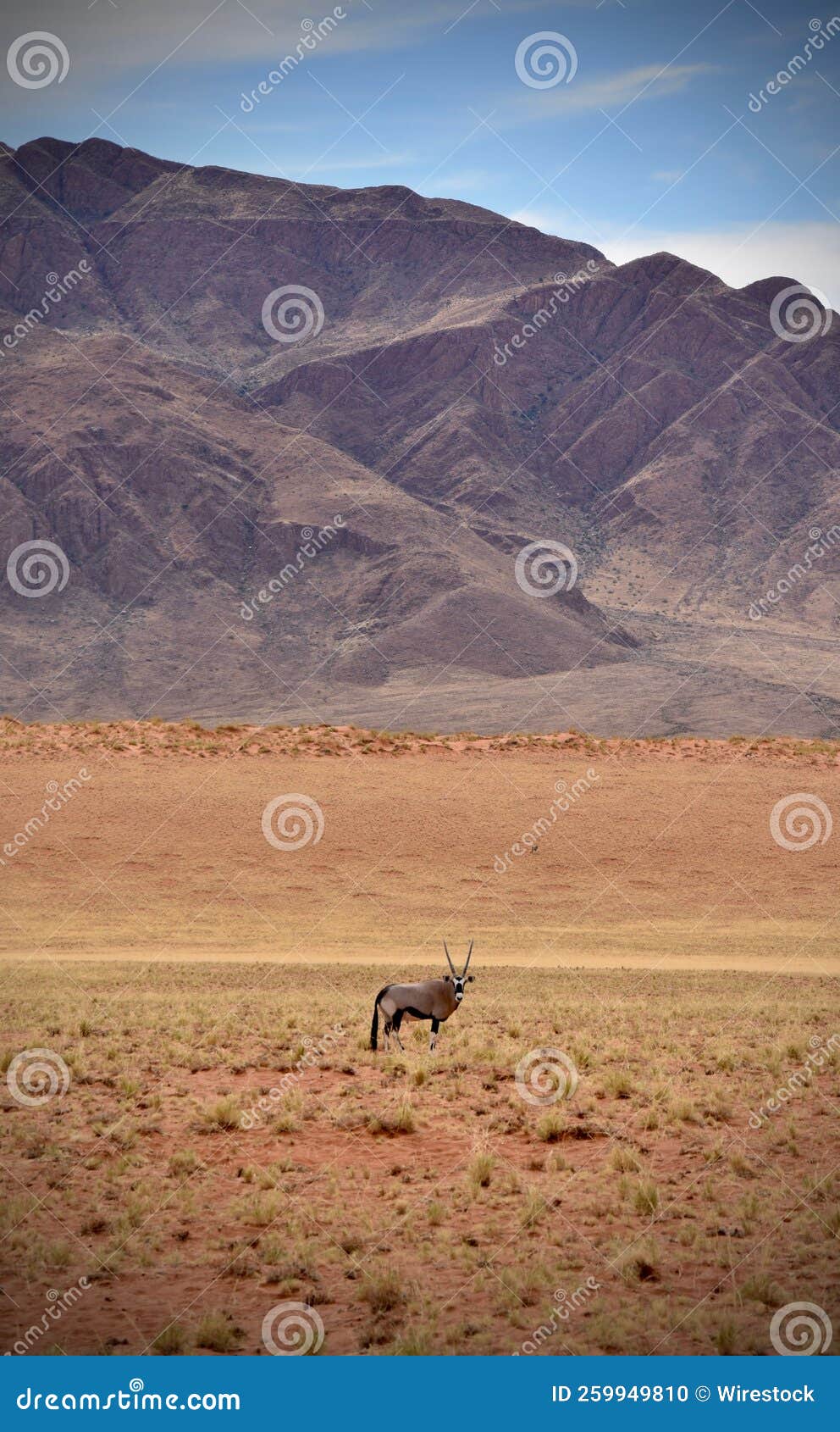 Vertical Shot of a Beautiful Antelope in a Desert Stock Photo - Image ...