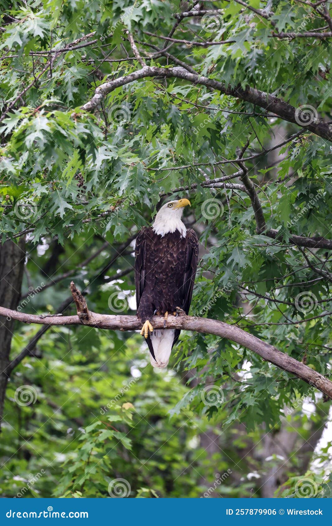 Vertical Shot of a Beautiful Bald Eagle Perched on a Branch in a Tree ...