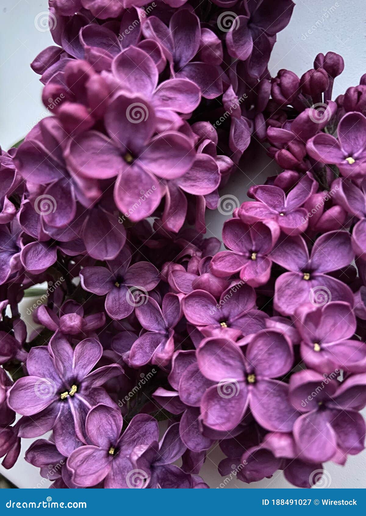 Vertical Shot of a Beautiful Blooming Siren Stock Image - Image of ...
