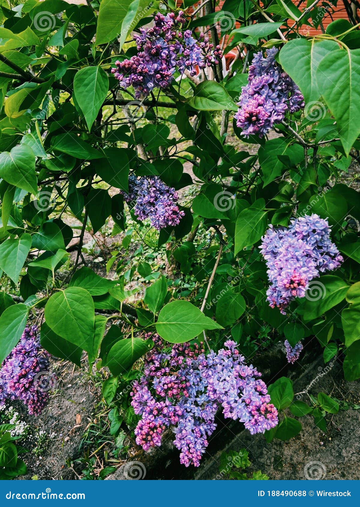 Vertical Shot of a Beautiful Blooming Siren Tree Stock Photo - Image of ...