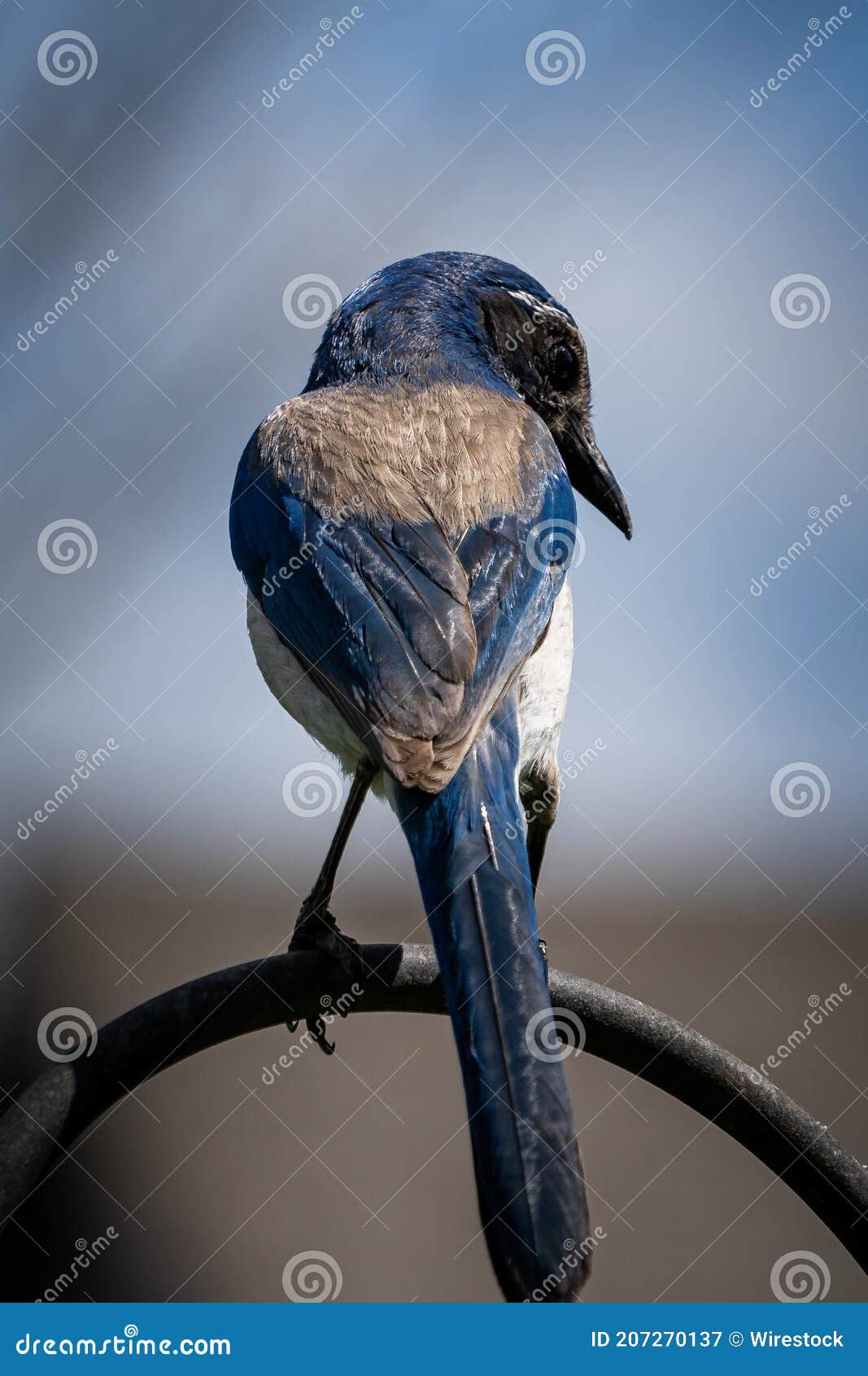 Vertical Shot of a Beautiful Blue Mockingbird Captured on a Sunny Day ...
