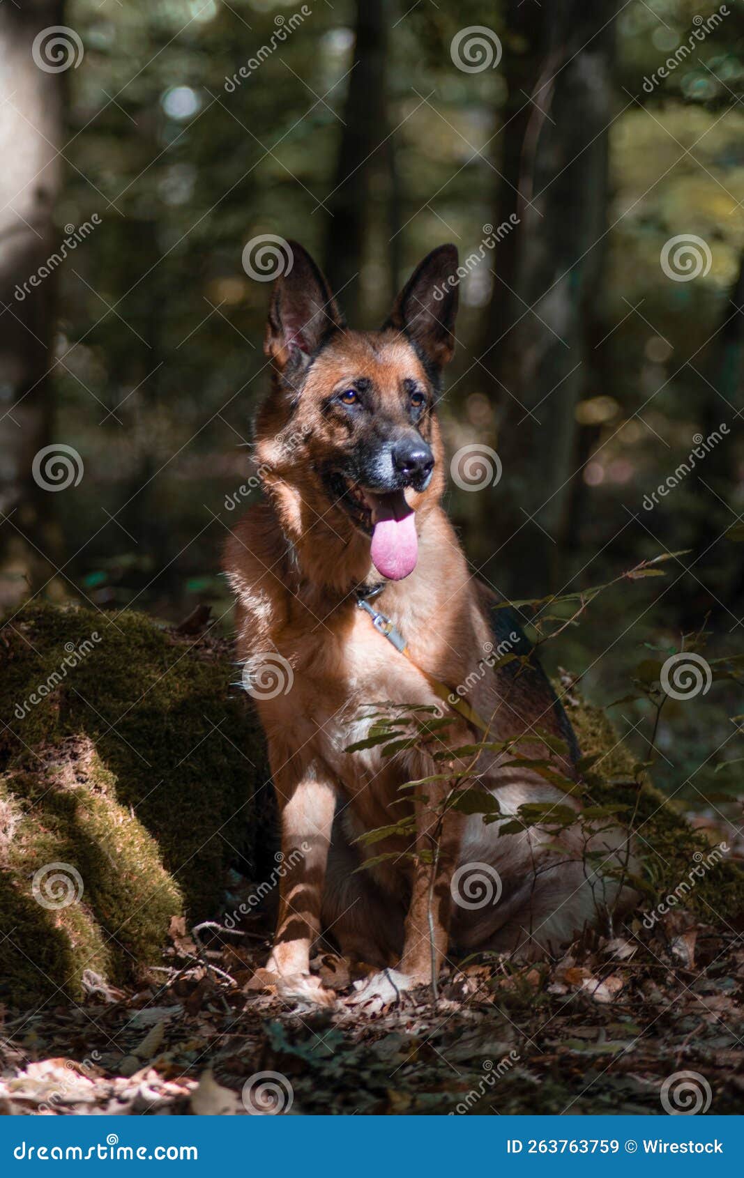 Vertical Shot of a Beautiful Brown German Shepherd Dog in a Park Stock ...