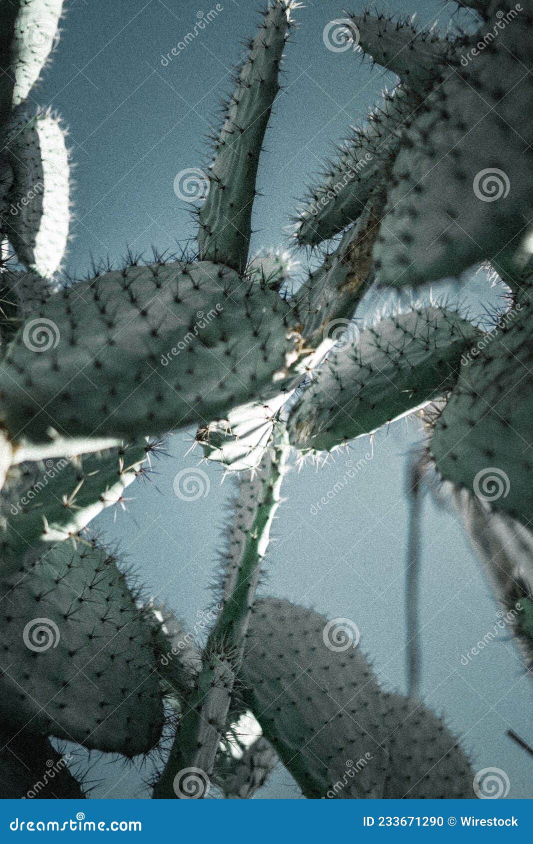 Vertical Shot of a Beautiful Cactus Growing in the Garden Stock Photo ...