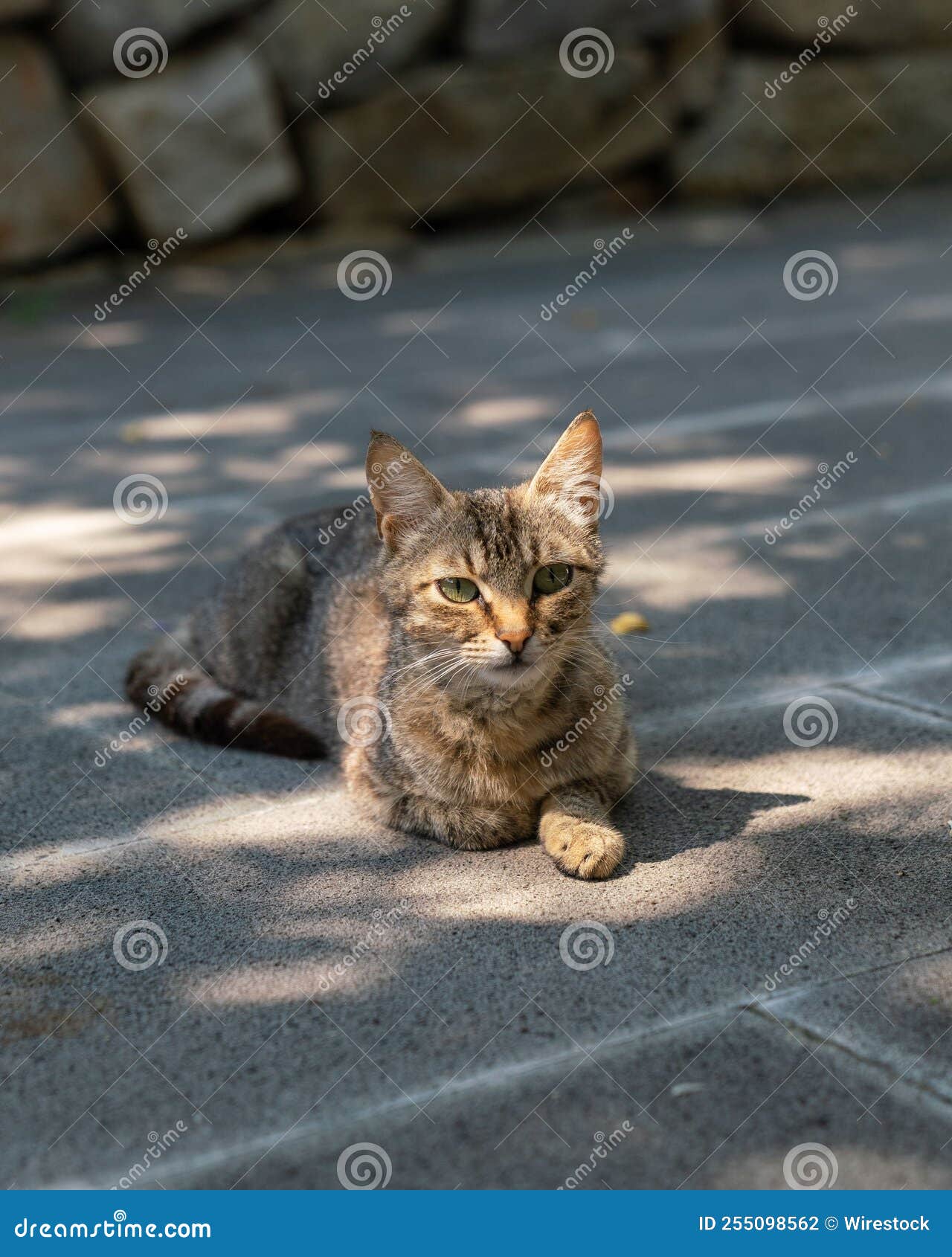 Vertical Shot of a Beautiful Cat Laying Down on the Ground Stock Photo ...