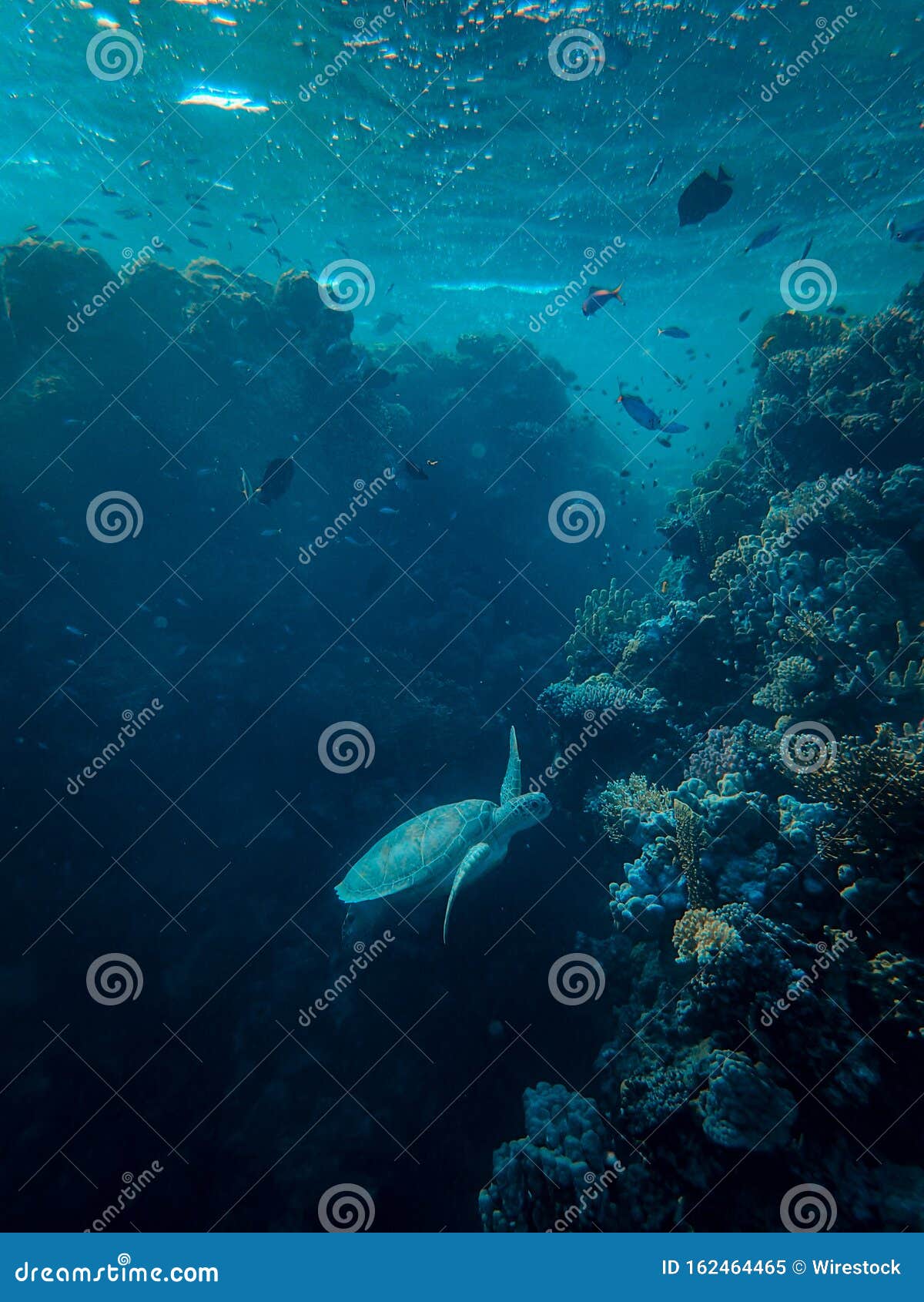 Vertical Shot of Beautiful Corals and Fish Under the Sea Stock Image ...