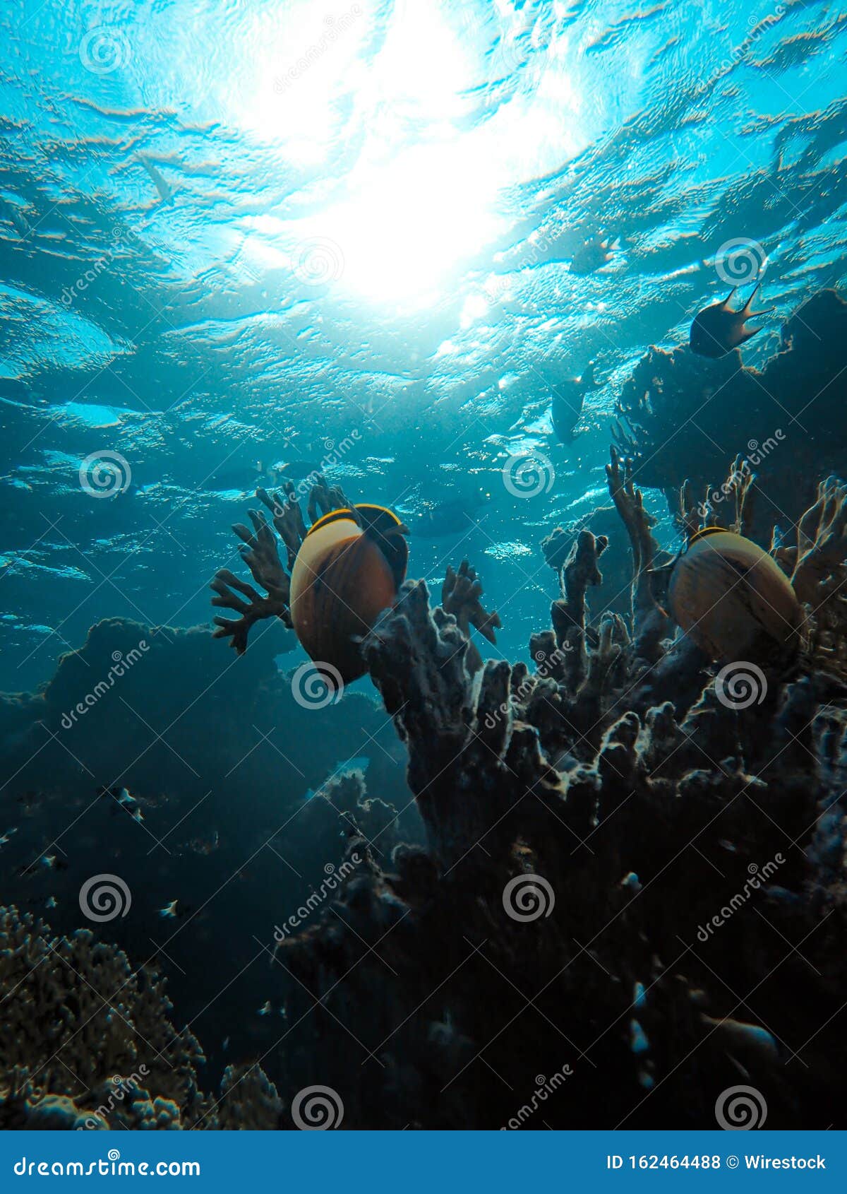 Vertical Shot of Beautiful Corals and Fish Under the Sea Stock Photo ...
