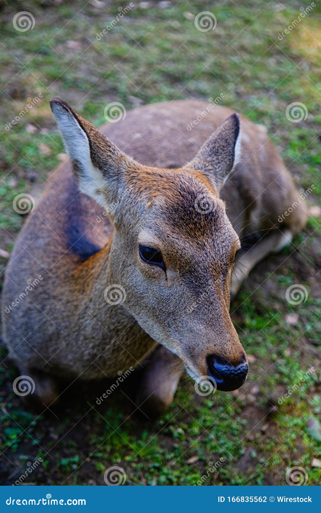 Vertical Shot of a Beautiful Cute Deer Sitting in the Middle of a Field ...